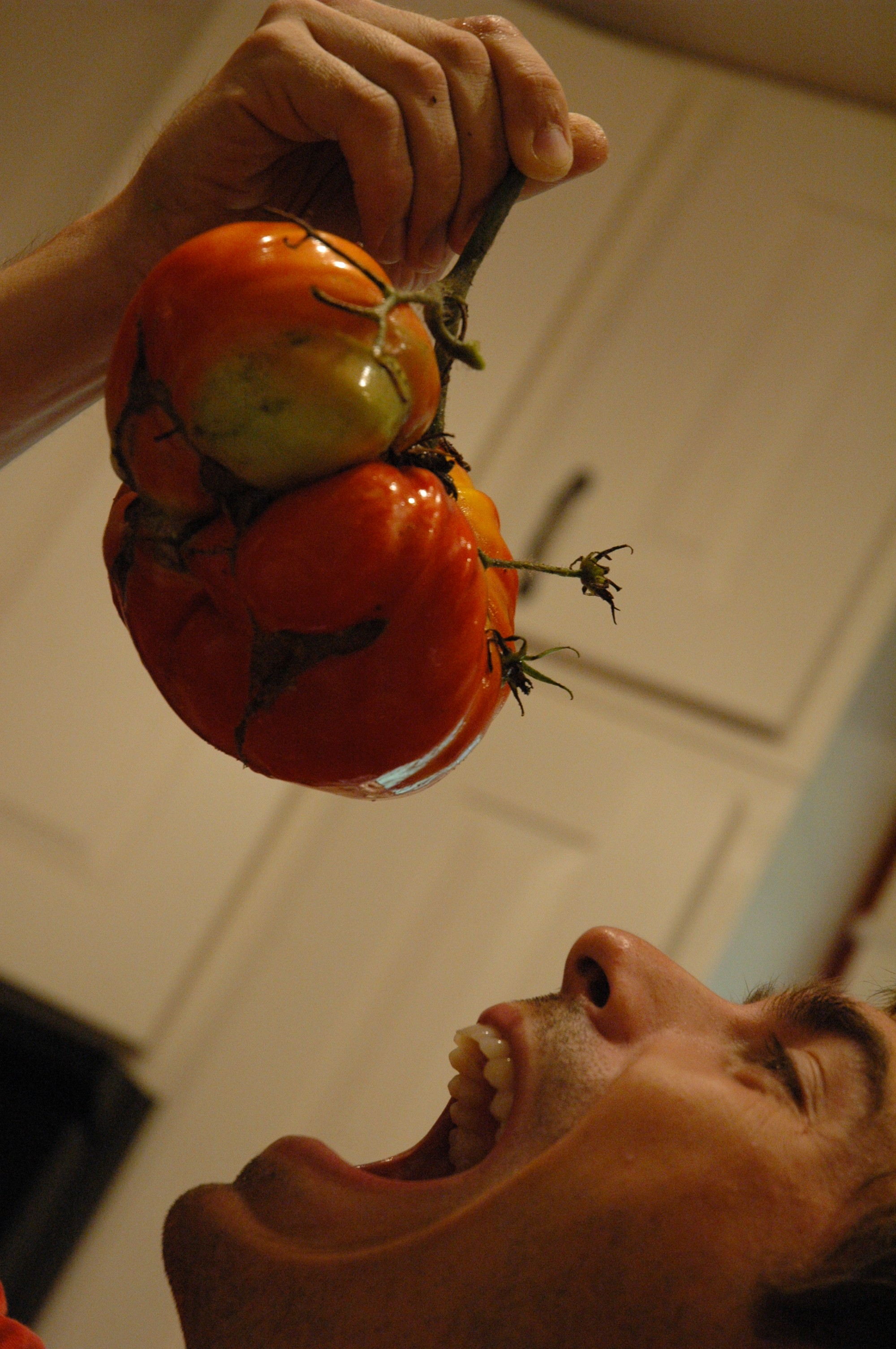 8-22 huge tomato1 – Teacher – Chef